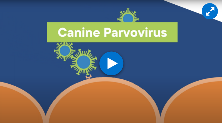 Canine Parvovirus Monoclonal Antibody